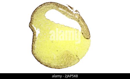 Embryo, Entwicklung, anatomische illustration Stockfotografie - Alamy