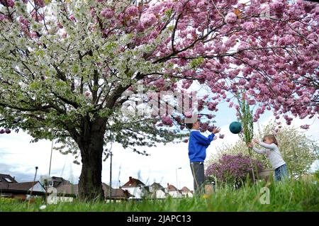 KINDER SPIELEN UNTER EINEM BLÜHENDEN KIRSCHBAUM, DER ROSA UND WEISSE ...
