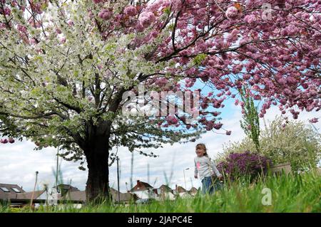 KINDER SPIELEN UNTER EINEM BLÜHENDEN KIRSCHBAUM, DER ROSA UND WEISSE ...