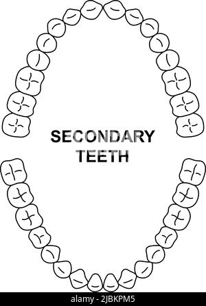 Diagramm der Zahnanatomie. Kieferorthopädische humane ...