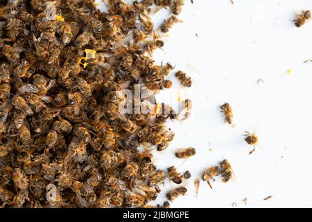 Tote Bienen, toter Schwarm, der nicht überwintern konnte. Auswirkungen ...