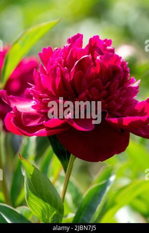 Roter Charme Pfingstrose Paeonia chinesische Laktiflora schöne Blumen ...