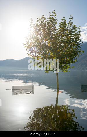 Hochwasser Alpensee Maggiore mit einem Baum und Schwäne in einem ...