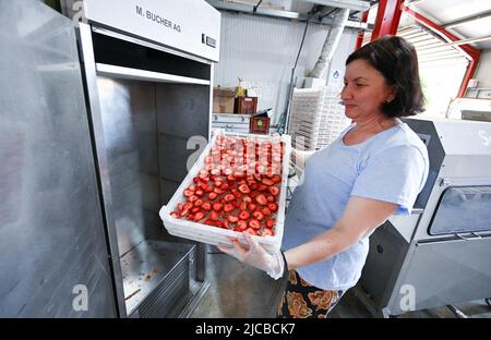 Neuenstadt, Deutschland. 10.. Juni 2022. Ein Mitarbeiter des Landwirts Niko von Mentzingen ...
