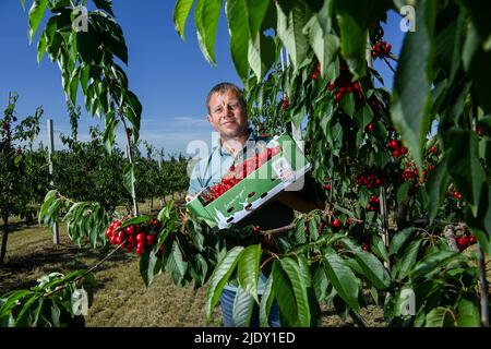 Werder, Deutschland. 21.. Juni 2022. Kirschen der Sorte Samba hängen an ...