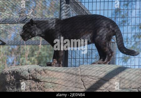 Melanistischer männlicher jaguar (Panthera onca), bekannt als Panther ...