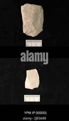 Protohymen permianus Tillyard. IPB.05168: Kansas. Dickinson County ...