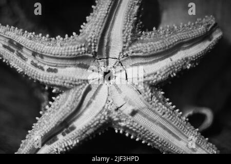 Die Unterseite mit Mund und Armen eines Seestern auf dem Display ...