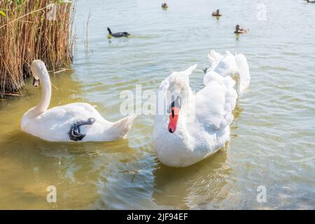Drei anmutige weiße Schwäne schwimmen im See, Schwäne in freier ...