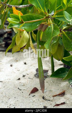 Rote Mangroven (Rhizophora Mangle), Genovesa Island, Galapagos, Ecuador ...