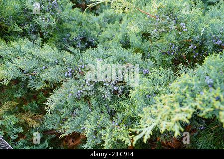 Blick auf einen Wacholderstrauch der Graueule (Juniperus Virginiana ...