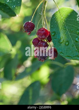 Die Reifung unterschiedlich genannt Service-Beere, Saskatoon-Beere ...