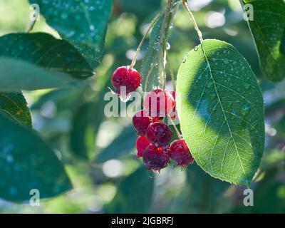 Die Reifung unterschiedlich genannt Service-Beere, Saskatoon-Beere ...