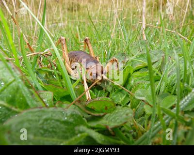 Riese weta, endemisches Insekt von Neuseeland auf Briefmarke ...
