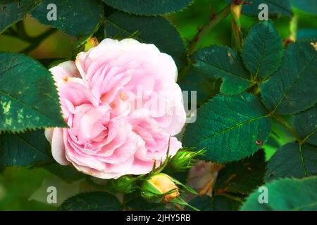 Blühende rosa Hunderose, die auf einem Baum im Garten krummt ...
