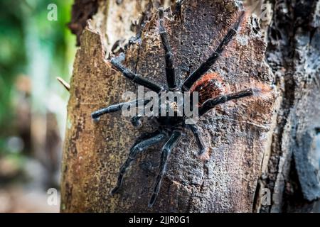 Goliath Birdeater (Theraphosa blondi), die größte Spinne der Welt ...