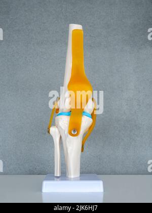 Das Modell zeigt das menschliche Kniegelenk und seine verbindenden ...
