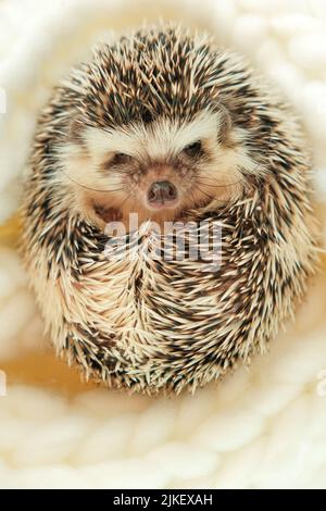 Igel in einem grauen Korbbett auf einem leicht verschwommenen Hintergrund. Afrikanischer ...