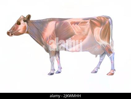 Die Anatomie der Kuh mit ihrem Muskelsystem Stockfotografie - Alamy