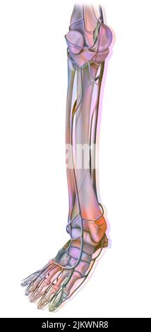Die Anatomie der vorderen Tibiaarterie des Beins Stockfotografie - Alamy