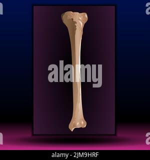 Anatomie des menschlichen Knochenmark Stockfotografie - Alamy