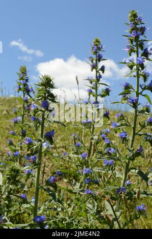 Azure Blue Salbei (Salvia azurea) ist eine Laubblume, die auf ...