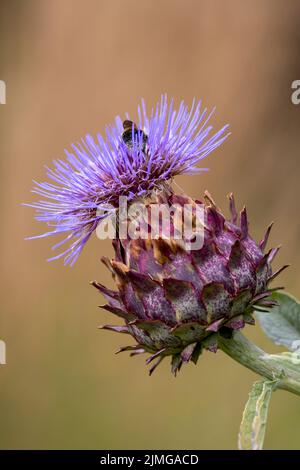 Eine große Distelblume ist eine besonders beliebte Quelle für Nektar ...