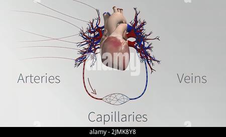 Die Gefäße des Herz-Kreislauf-Systems sind das Herz, die Arterien, die ...