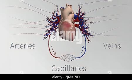 Die Gefäße des Herz-Kreislauf-Systems sind das Herz, die Arterien, die ...