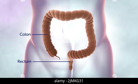 Der Darm ist Teil des Verdauungssystems. Es besteht aus dem Dünndarm ...