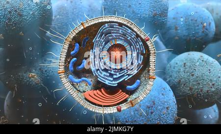 Zellstruktur und -Komponenten, Mitochondrien, Zellkern und Zytoplasma ...