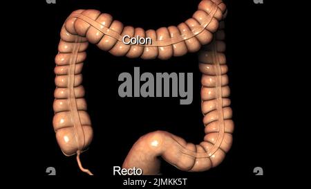 Verdauung im menschlichen Verdauungssystem Stockfotografie - Alamy