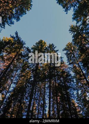 Picea abies im Morgenlicht *** local Caption *** Schweiz, Jura, Picea ...