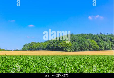 Norddeutscher landwirtschaftlicher Feldwald mit Tor und Zaun und ...