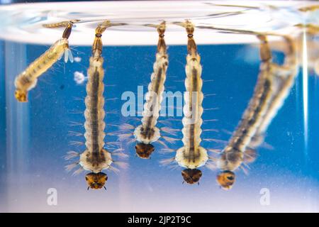 Larven Im Wasser Bestimmen
