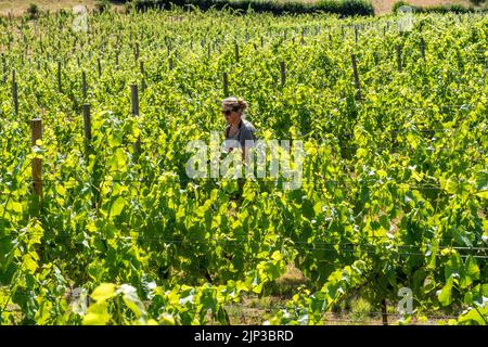 Lewes, August 8. 2022: Die Studentin des Weinbaus, Louisa Adams ...