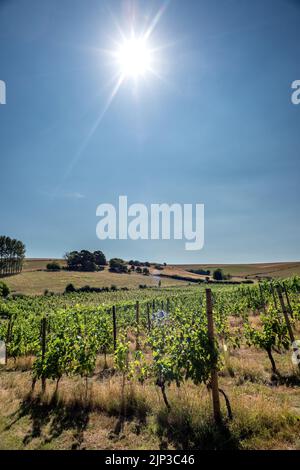 Lewes, August 8. 2022: Die Studentin des Weinbaus, Louisa Adams ...
