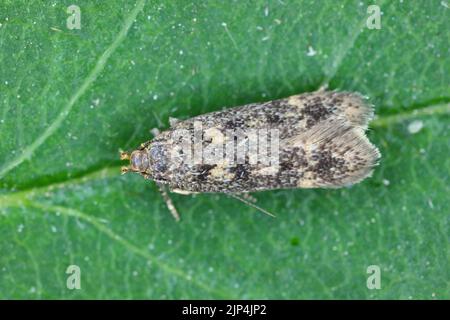 Eine kleine Motte aus der Familie der Galechiidae, die gemeinhin als ...