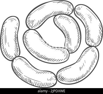 Fleischfutter, Wurstkette isolierter Skizzenvektor. Metzgerei, Kochen ...