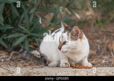 Obdachlose Katze isst auf der Straße Nahrung. Helfen Sie obdachlosen ...