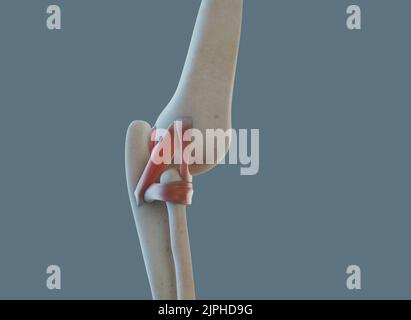 Anatomie des Ellenbogens, einschließlich Bänder und Knochen. Anteriore ...