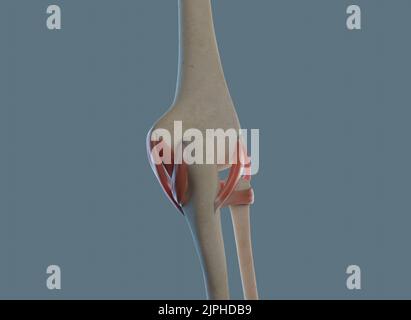 Anatomie des Ellenbogens, einschließlich Bänder und Knochen. Anteriore ...
