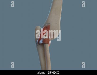 Anatomie des Ellenbogens, einschließlich Bänder und Knochen. Mehrere ...