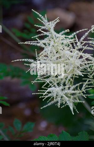 Aruncus dioicus, bekannt als Ziegenbart, Bock-Bart oder Brautfedern ...
