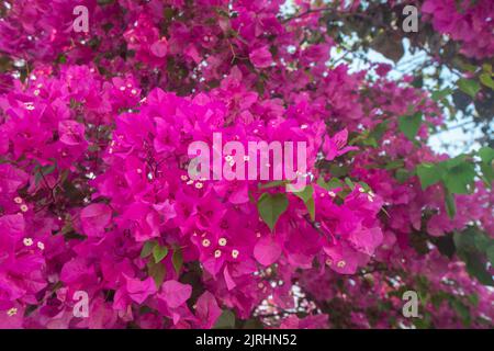 Felder von magentafarbenen Blumen füllen das gesamte Bild vor einem ...