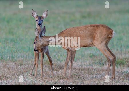 Reh-Weibchen steht mit ihrem Rehkitz auf einem Feld und schaut ...