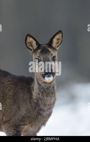 Porträt von Reh auf winterlichem Hintergrund mit Schnee und gefrorenen ...