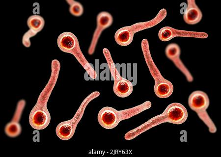 Tetanusbakterien (Clostridium tetani), Illustration. Clostridium tetani ...