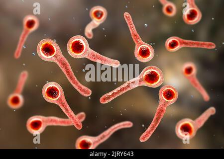 Tetanusbakterien (Clostridium tetani), Illustration. Clostridium tetani ...