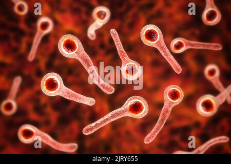 Tetanusbakterien (Clostridium tetani), Illustration. Clostridium tetani ...